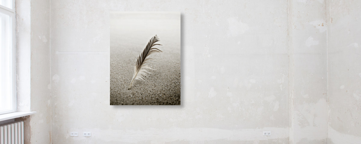 Bilder mit Federn in einzigartiger Perspektive | myposter Motivwelt