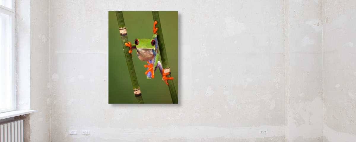 Un modelo posando imagen Rana en una rana perfecto para