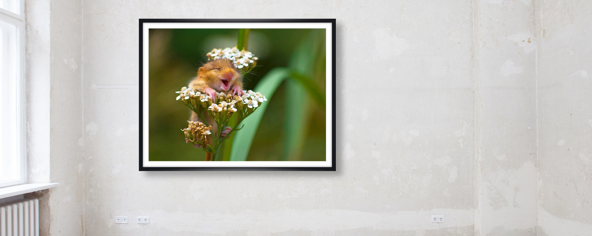 Bild der lachenden Haselmaus - Jetzt bei myposter entdecken!