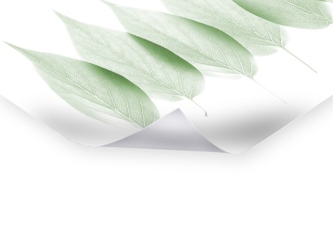 Image de feuilles au style sobre et moderne