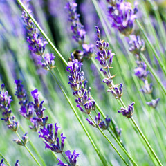 fleurs plantes motif. Disponible en plusieurs formats - myposter