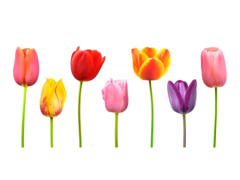 Tulpen Bild als zauberhaftes Wandbild | myposter